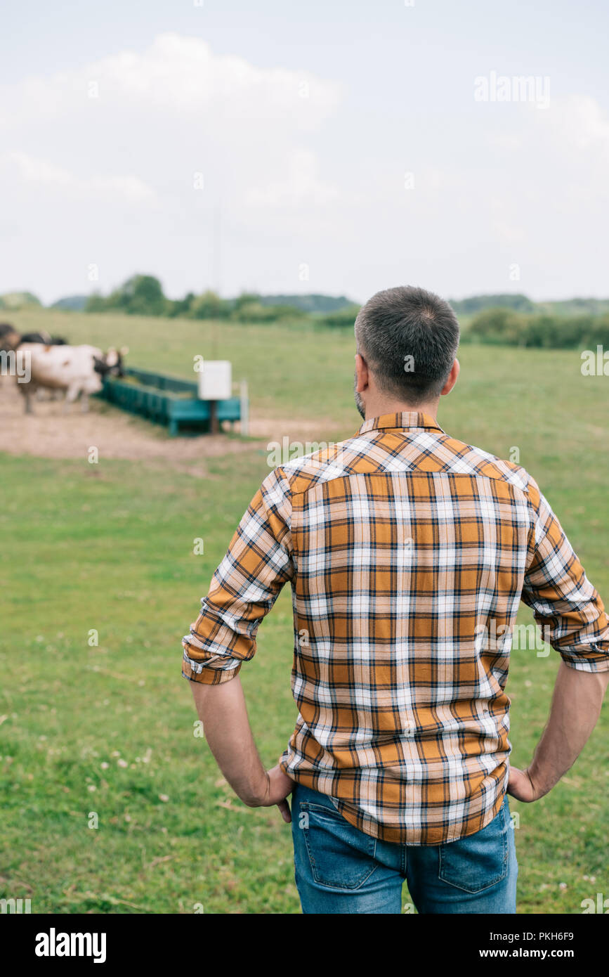 back view of farmer standing with hands on waist and looking at cattle ...