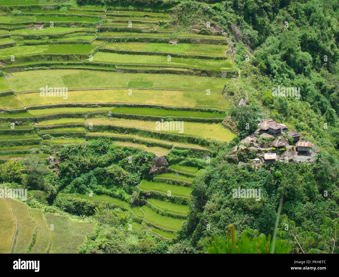 Habitat Paddy Fields High Resolution Stock Photography and Images - Alamy