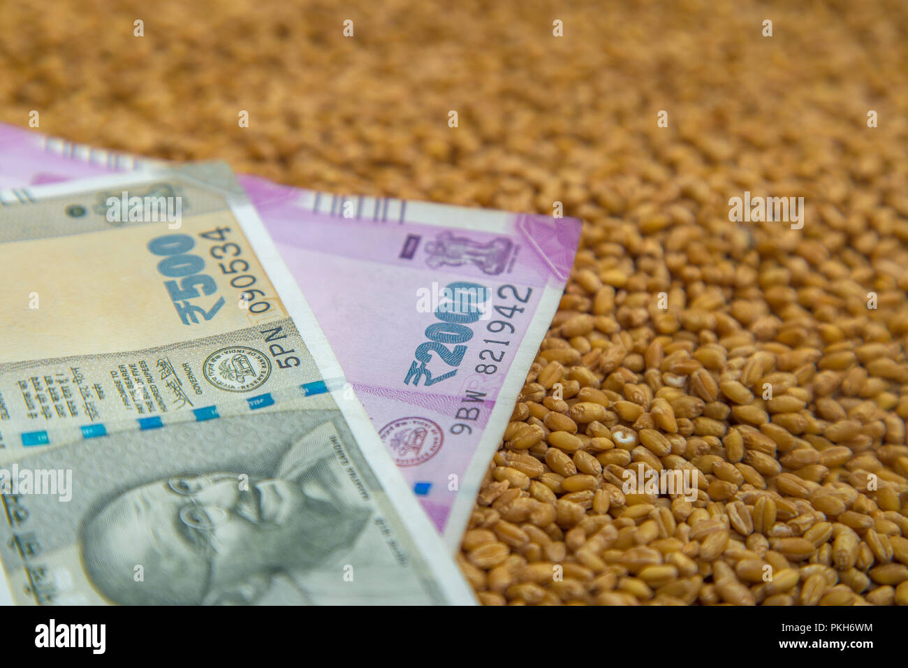Indian 500 and 2000 Rupee banknote on Pile of wheat grain. Minimum ...