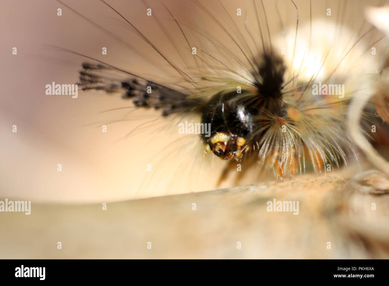 Caterpillar face hi-res stock photography and images - Alamy