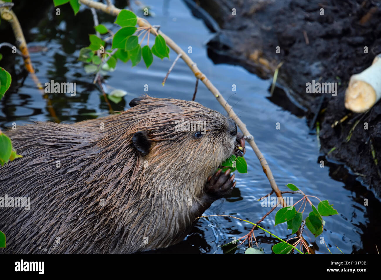 Beaver Castor Canadenis Habitat Stock Photos & Beaver Castor Canadenis ...