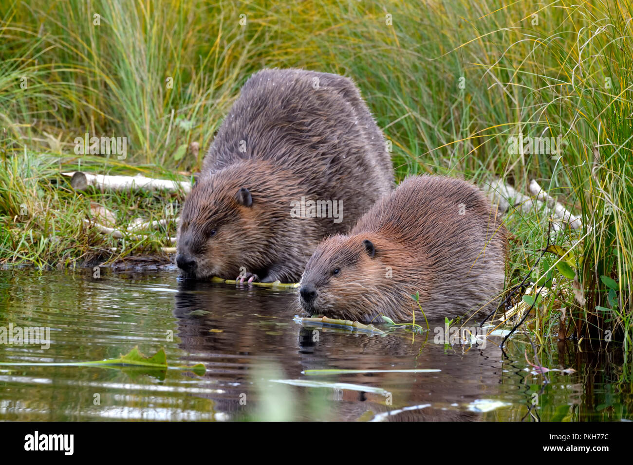 A mother and kit beavers eating bark from aspen tree branches on the ...