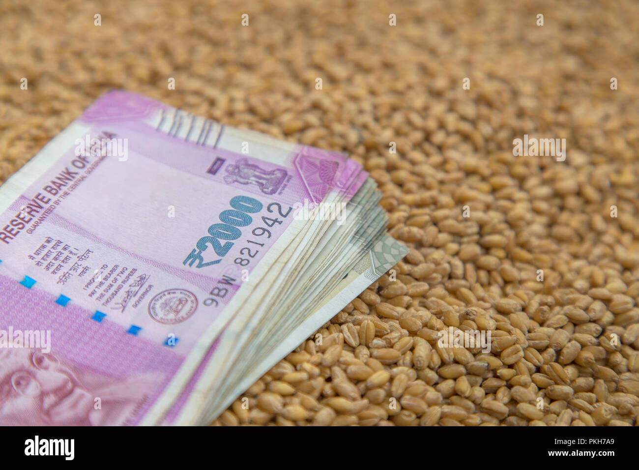 Indian 500 and 2000 Rupee banknote on Pile of wheat grain. Minimum ...