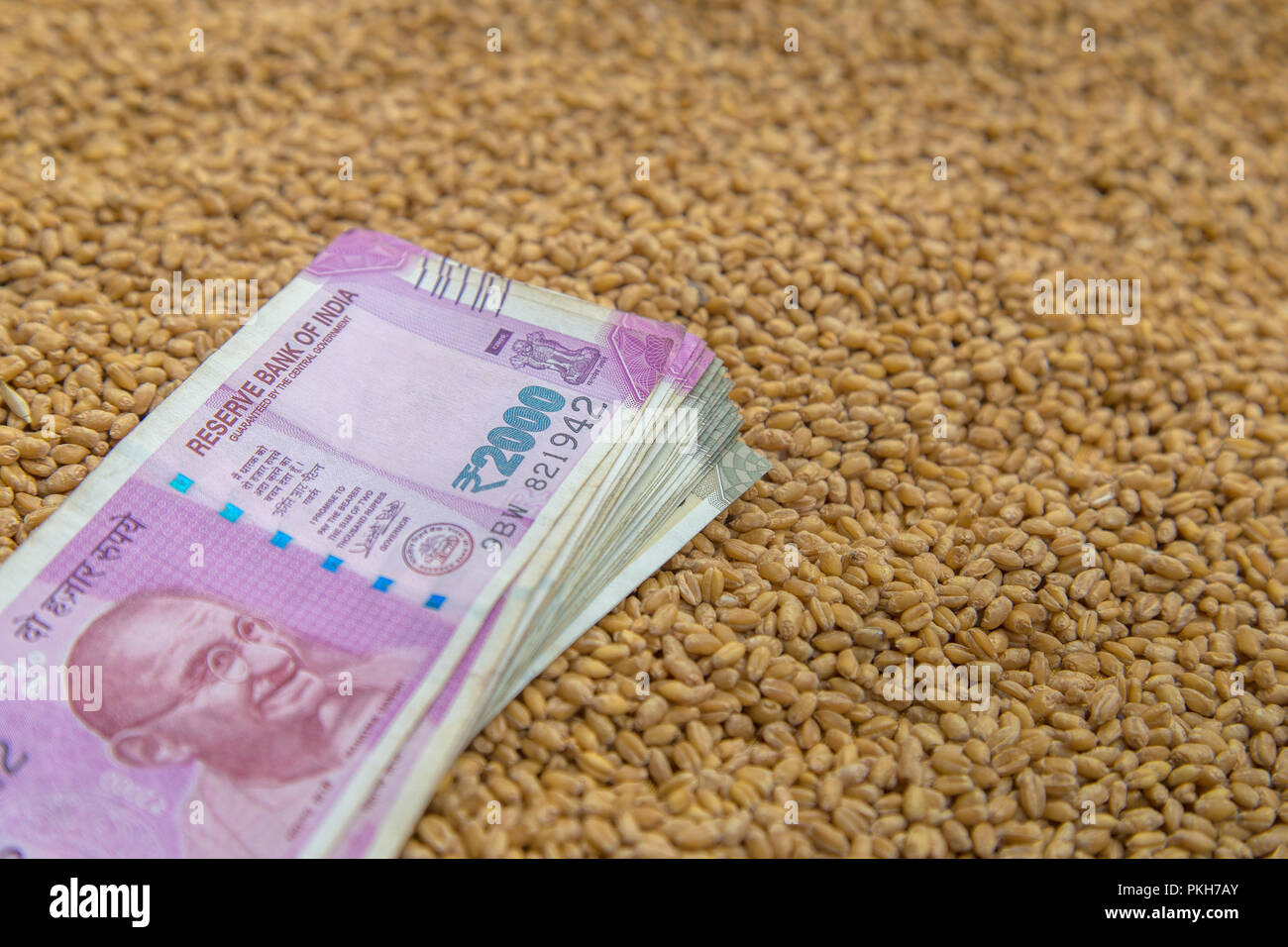 Indian 500 and 2000 Rupee banknote on Pile of wheat grain. Minimum ...