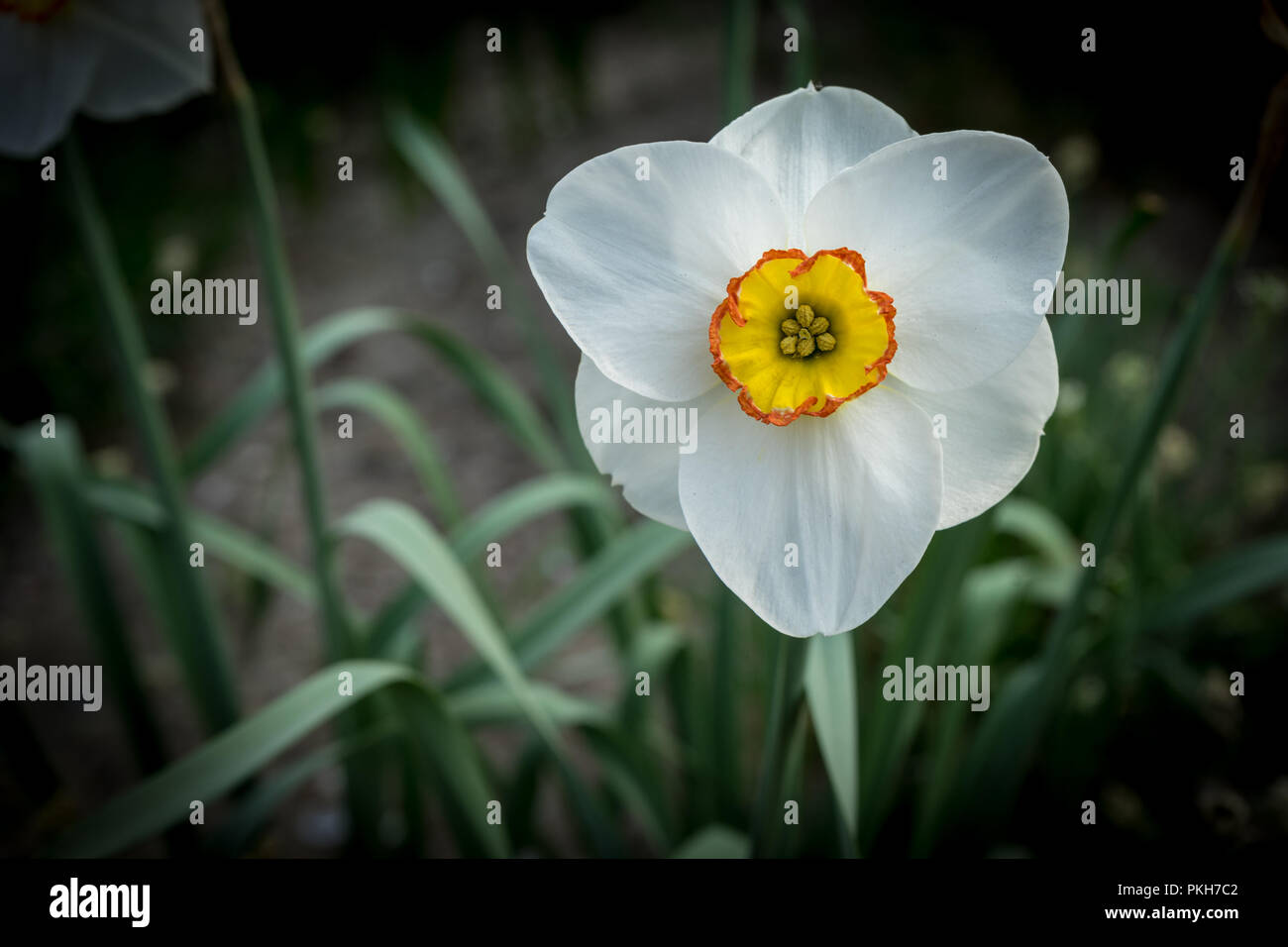 Netherlands,Lisse,Europe, a white flower on a plant Stock Photo - Alamy