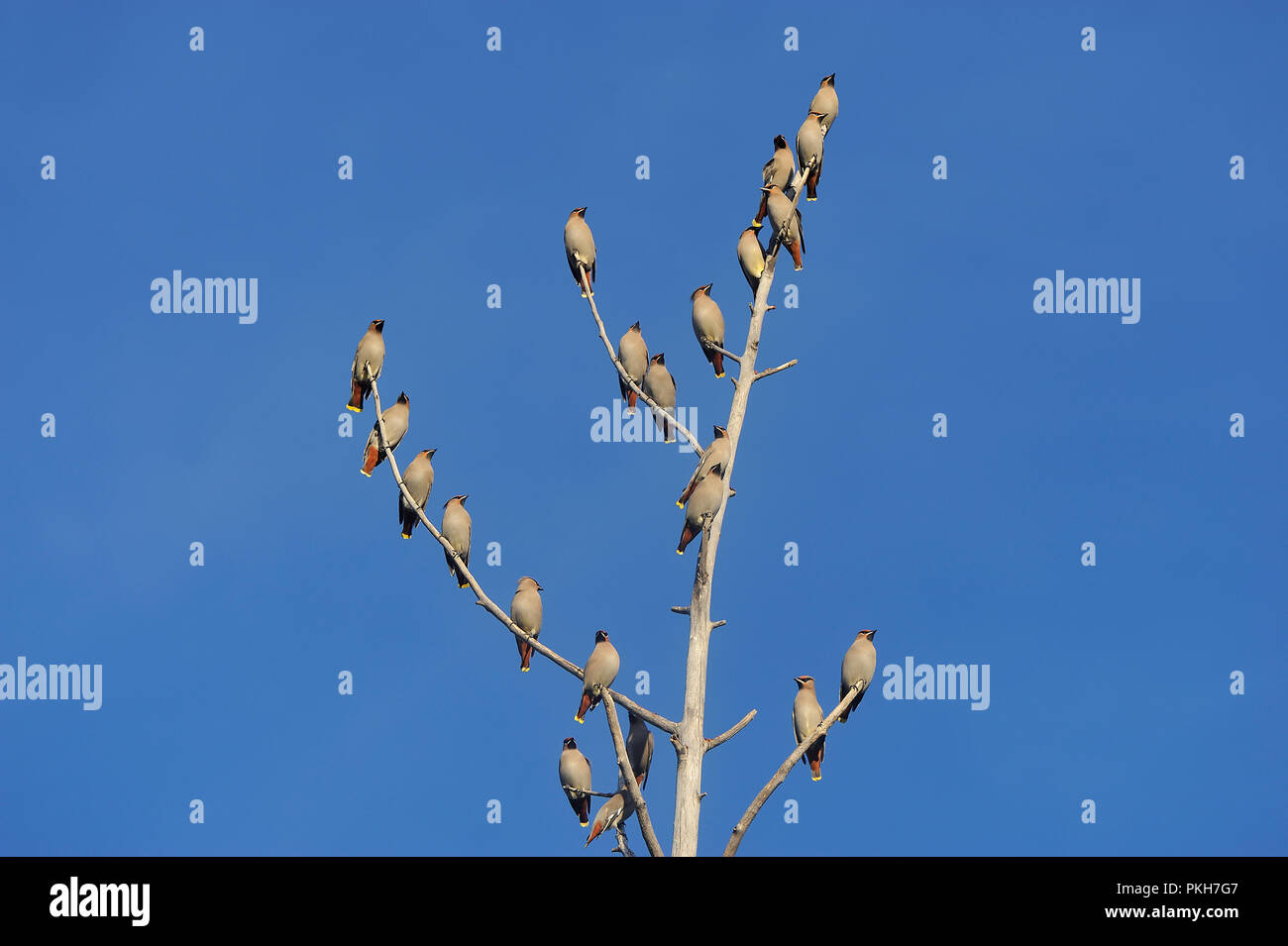 A flock of Cedar-waxwing birds perched in a dead tree against a blue ...