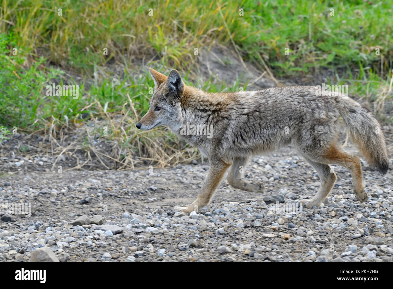 Running wild nature hi-res stock photography and images - Alamy