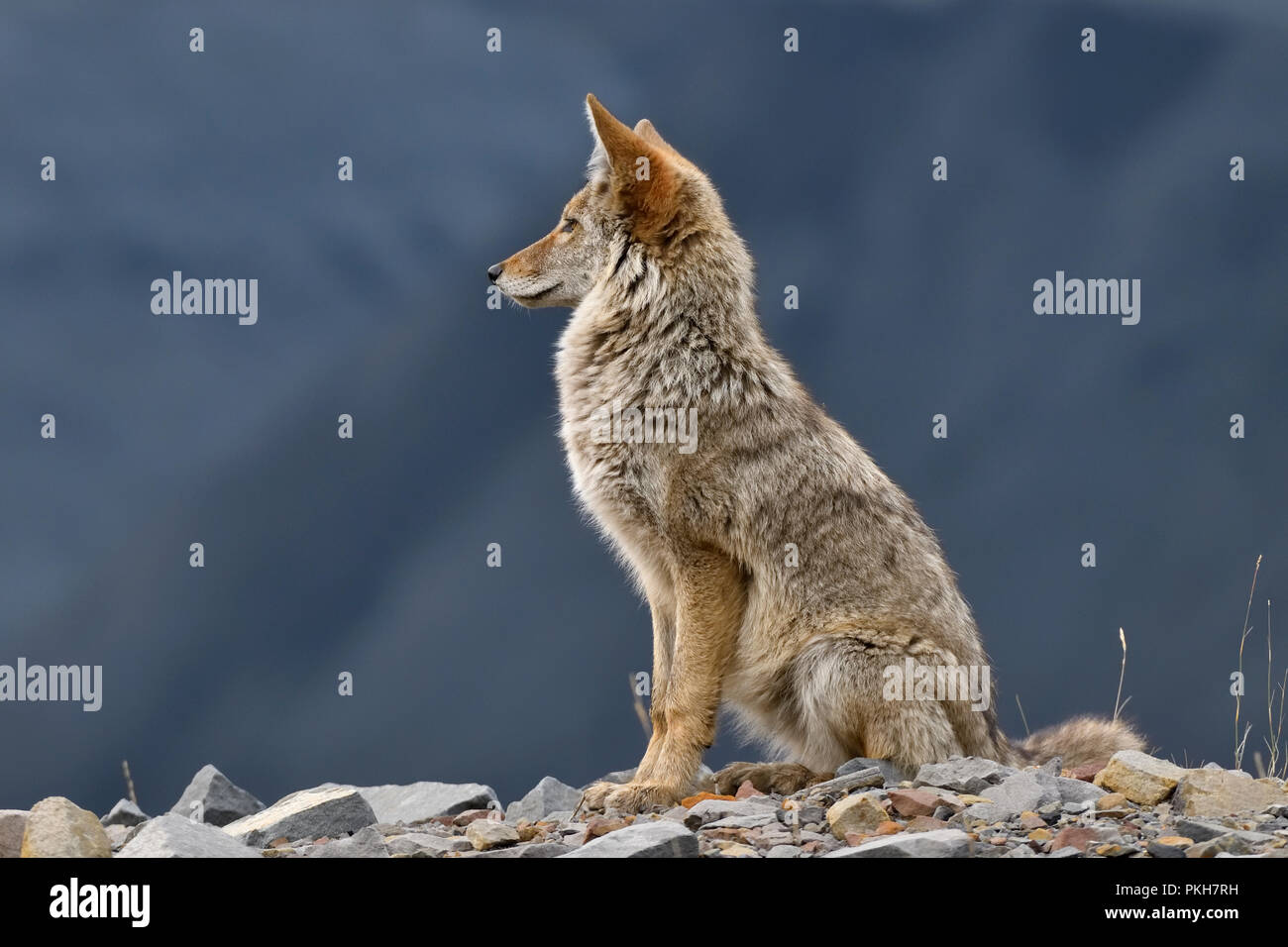 Coyote Sitting Howling