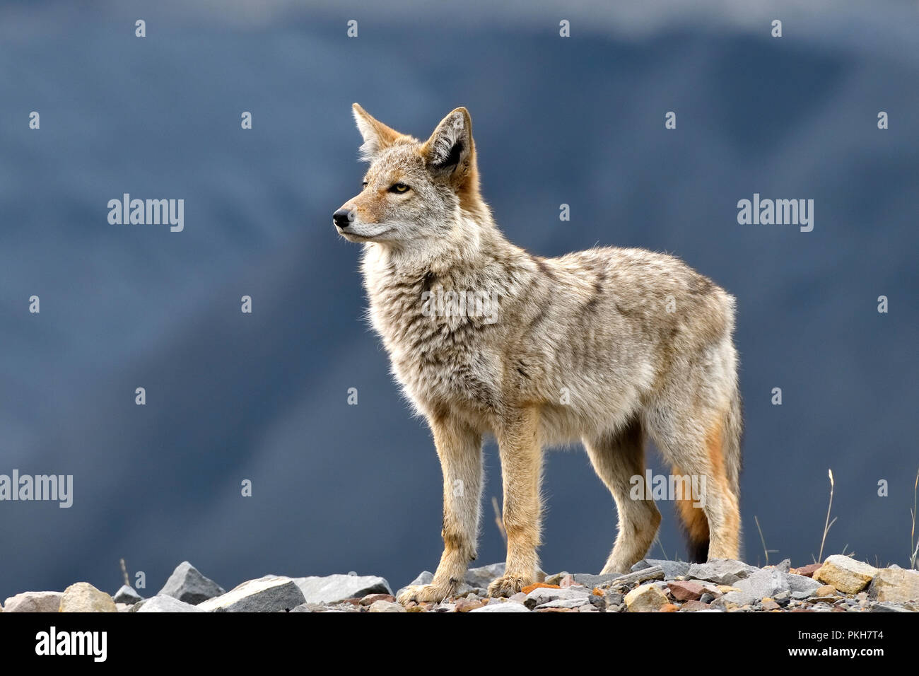 A side view of a wild coyote standing on a hill top looking away in ...