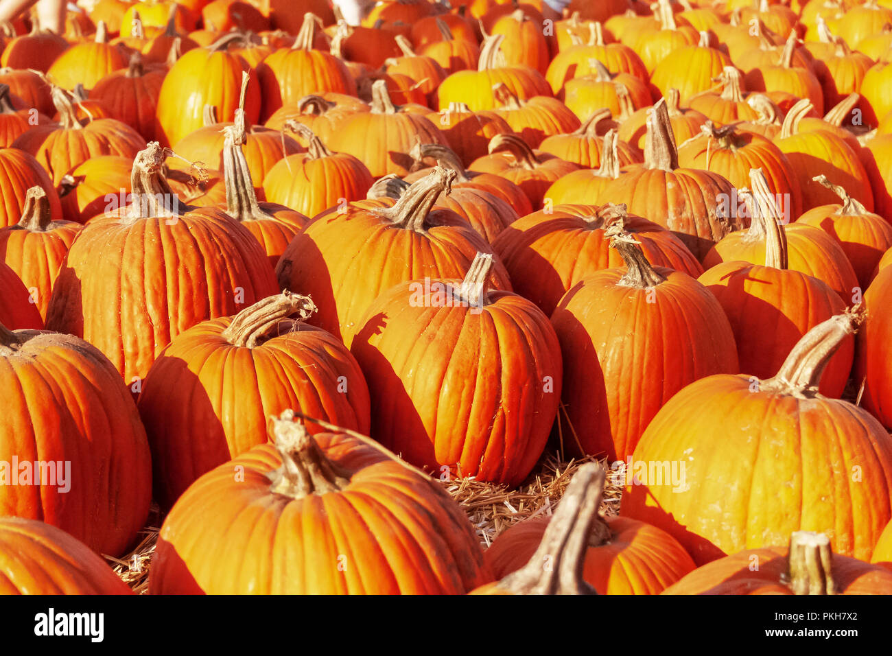 Pumpkin patch background Stock Photo - Alamy