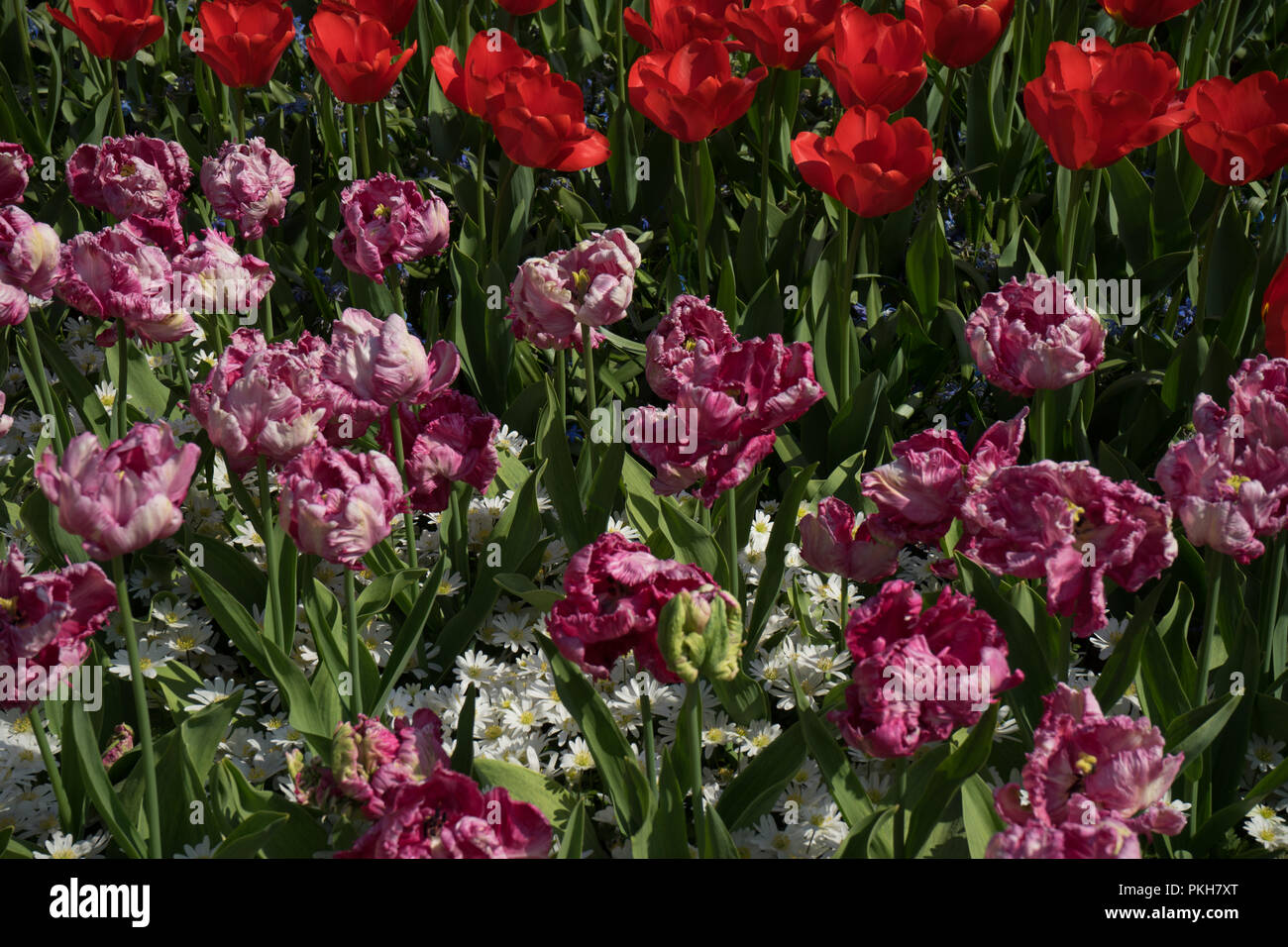 Netherlands,Lisse,Europe, CLOSE-UP OF PINK FLOWERING PLANTS Stock Photo ...