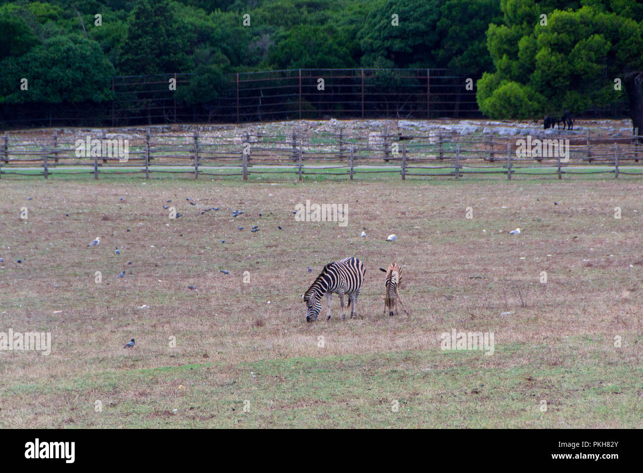 Zebra and her cubs are grabbing the grass and resting Stock Photo - Alamy