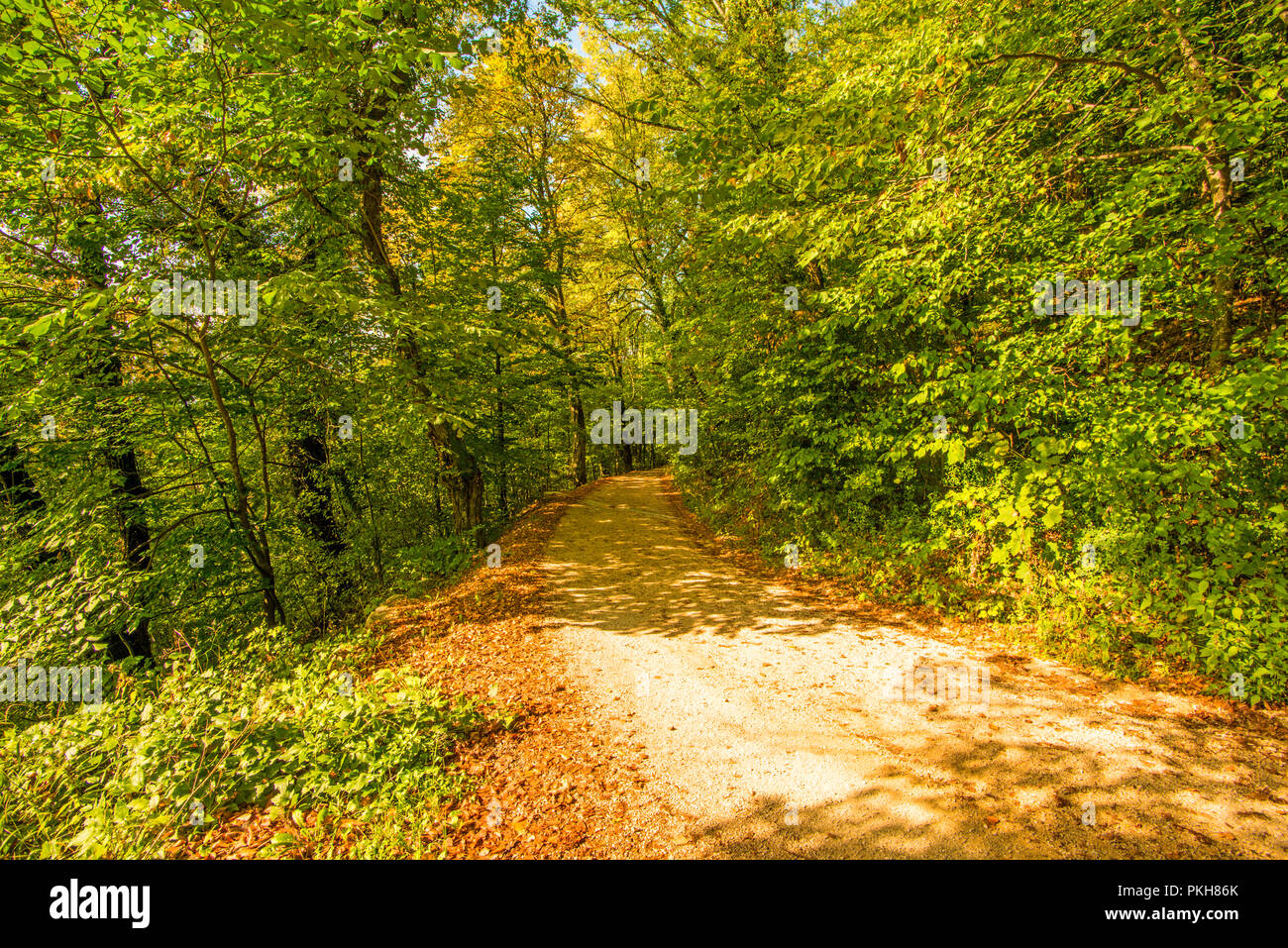 Forest in autumn with way Stock Photo - Alamy