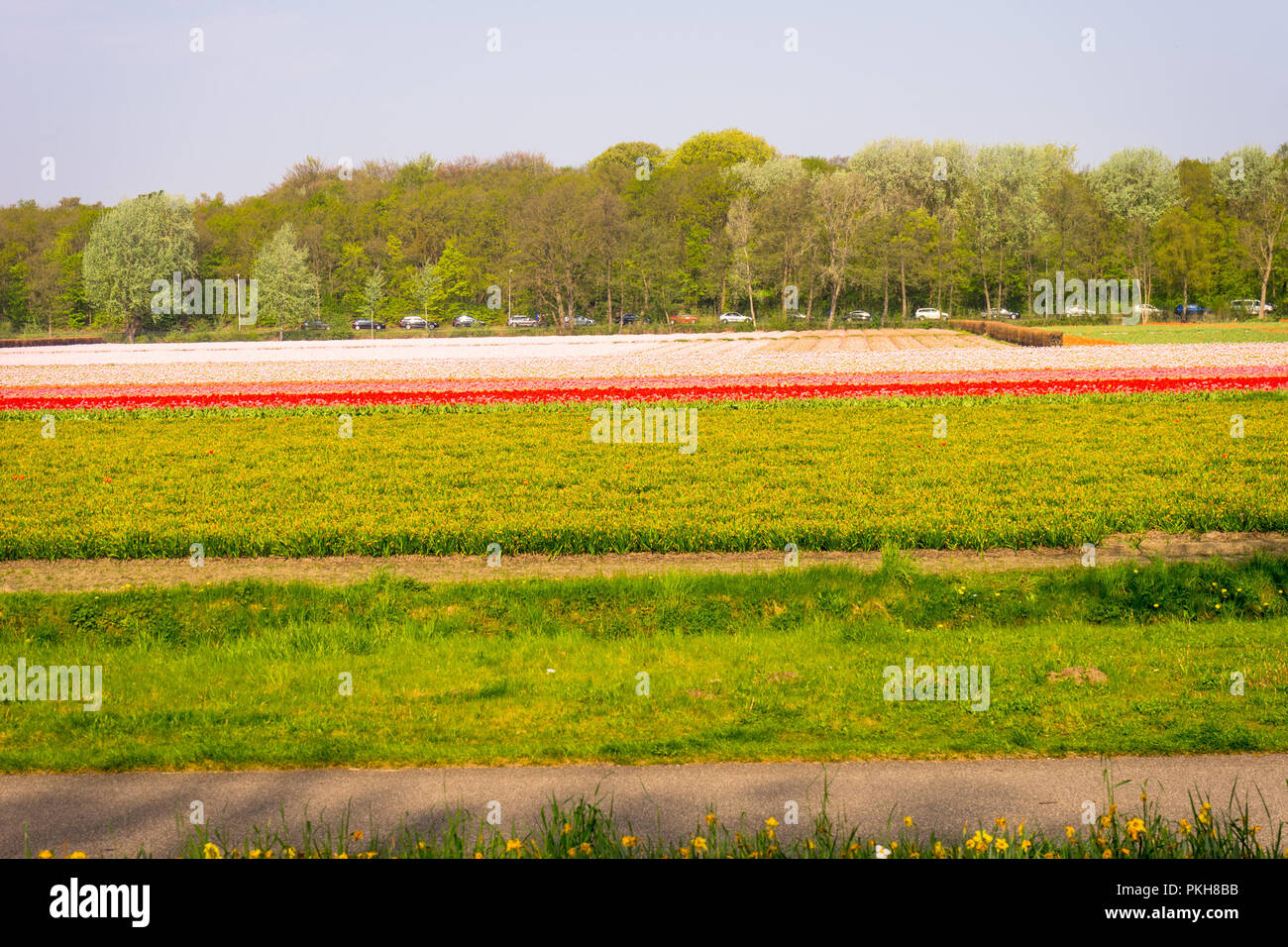 Netherlands tulip train hi-res stock photography and images - Alamy