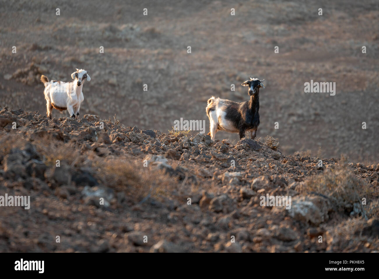 wild goats on the slope of a volcano, fuerteventura Stock Photo - Alamy