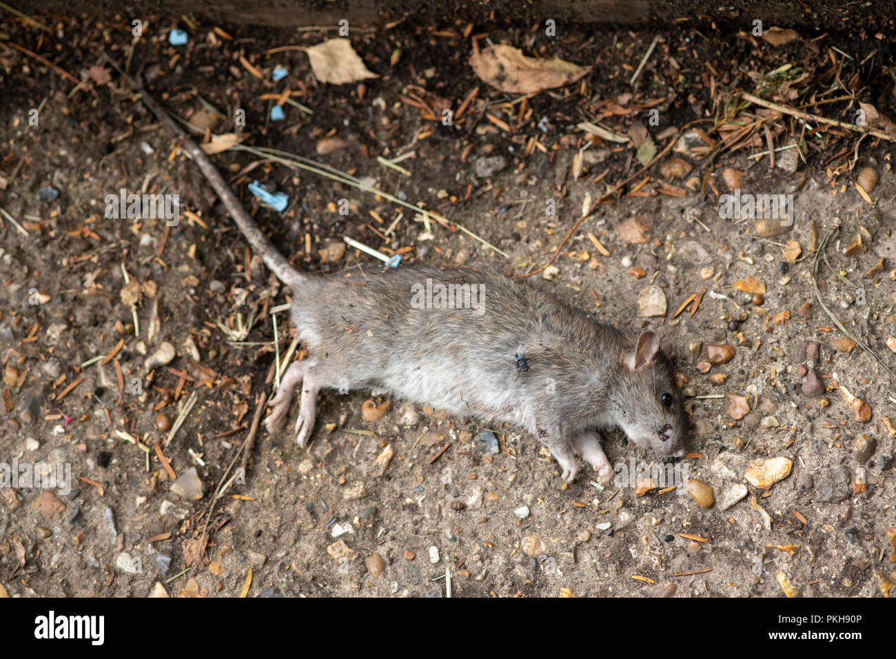 Dead Brown Rat, Rattus norvegicus Stock Photo - Alamy
