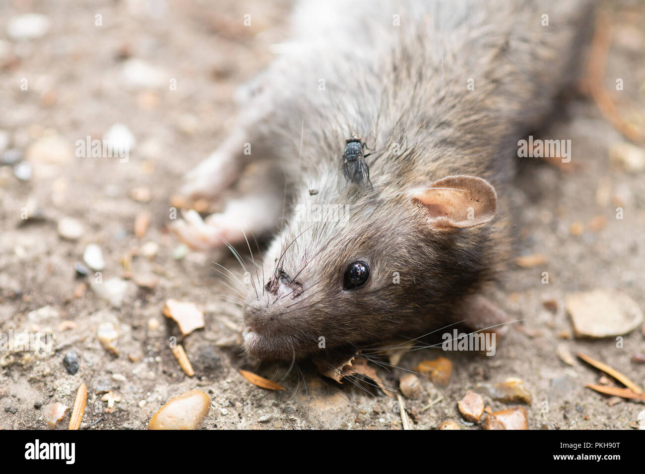 Dead brown rat hi-res stock photography and images - Alamy