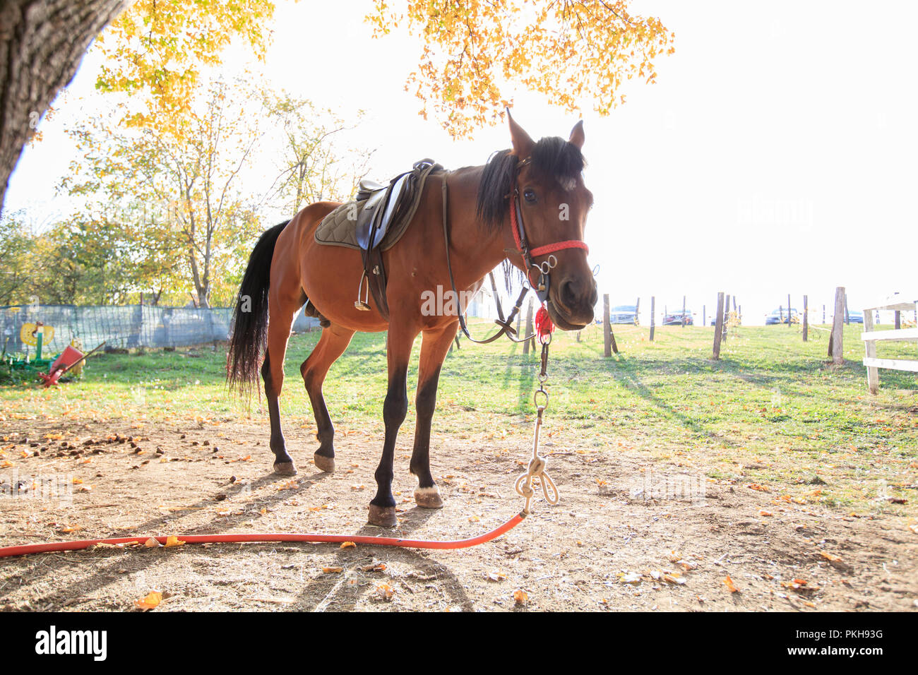 Beautiful Horse on Rural Farm at autumn day with sunset backlight Stock ...