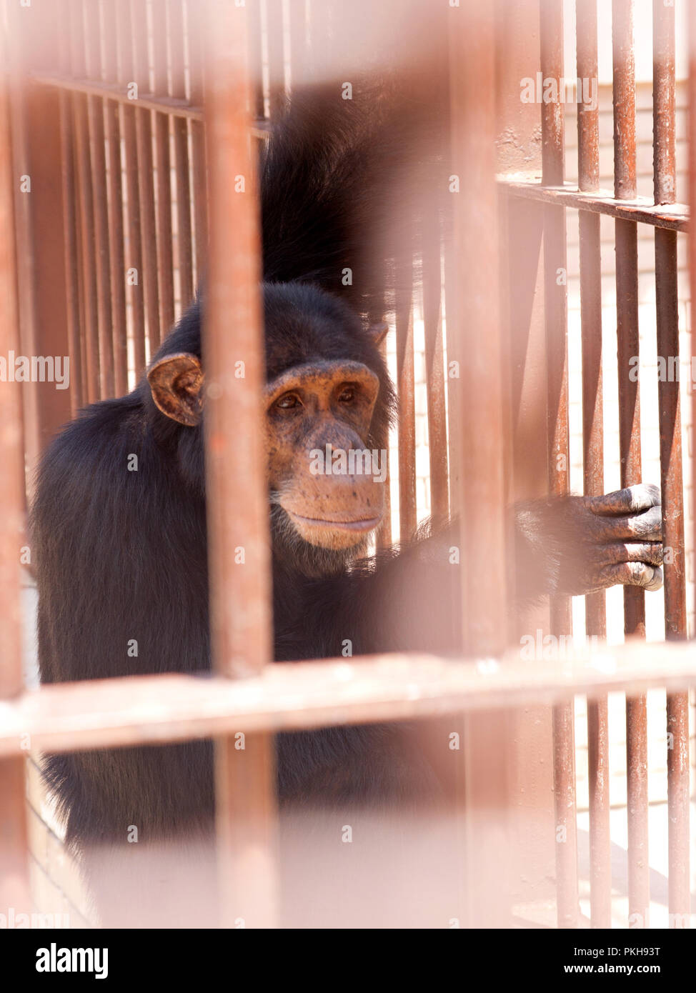 Portrait Of sad Monkey In Cage At ZOO Stock Photo - Alamy