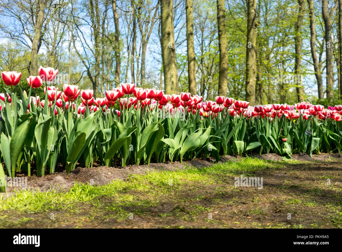 Netherlands,Lisse,Europe, VIEW OF FLOWERING PLANTS GROWING ON LAND ...