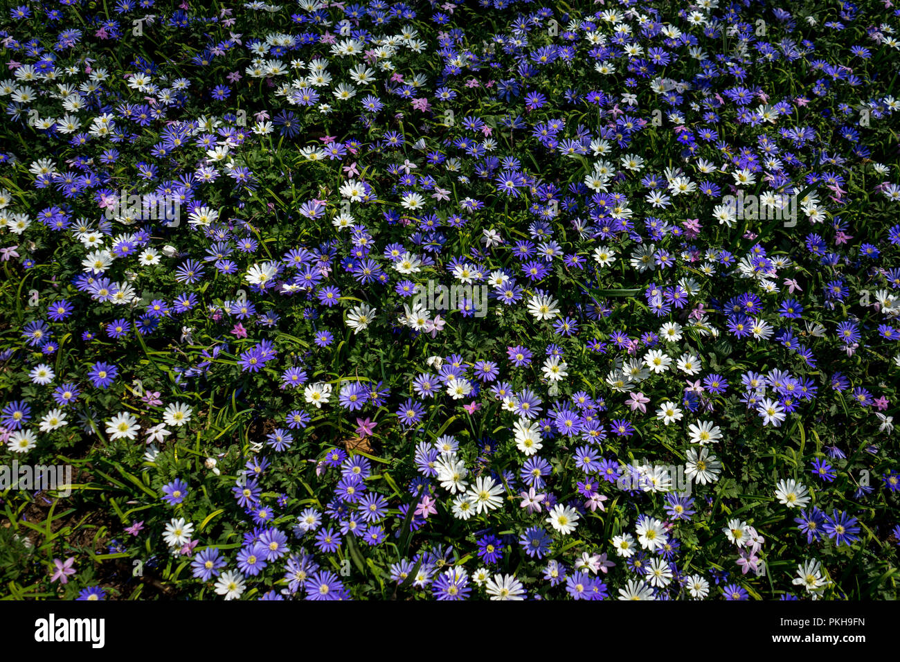 Netherlands,Lisse,Europe, FULL FRAME SHOT OF PURPLE FLOWERING PLANTS ...