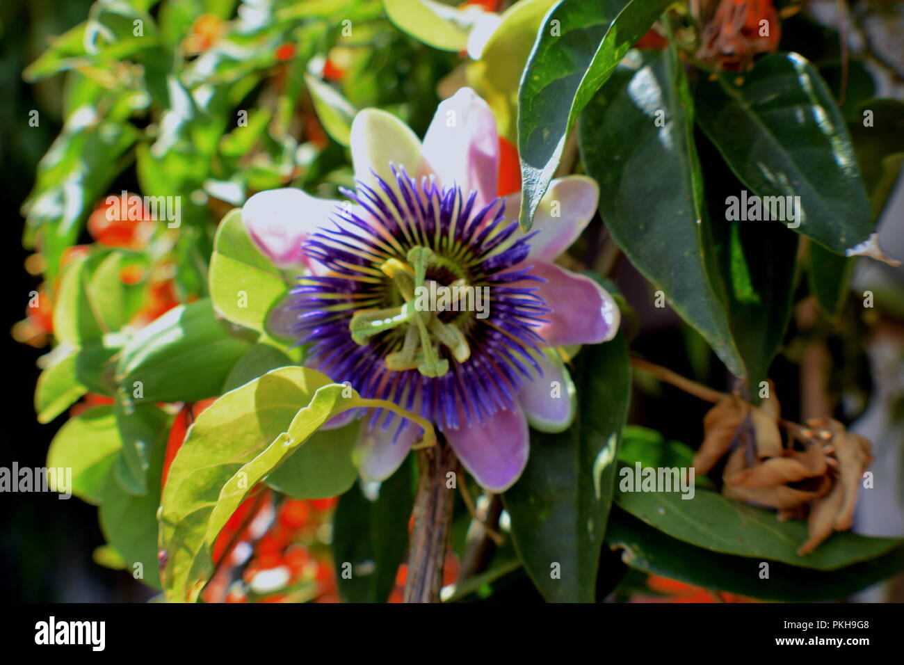 Violet jungle flower hi-res stock photography and images - Alamy