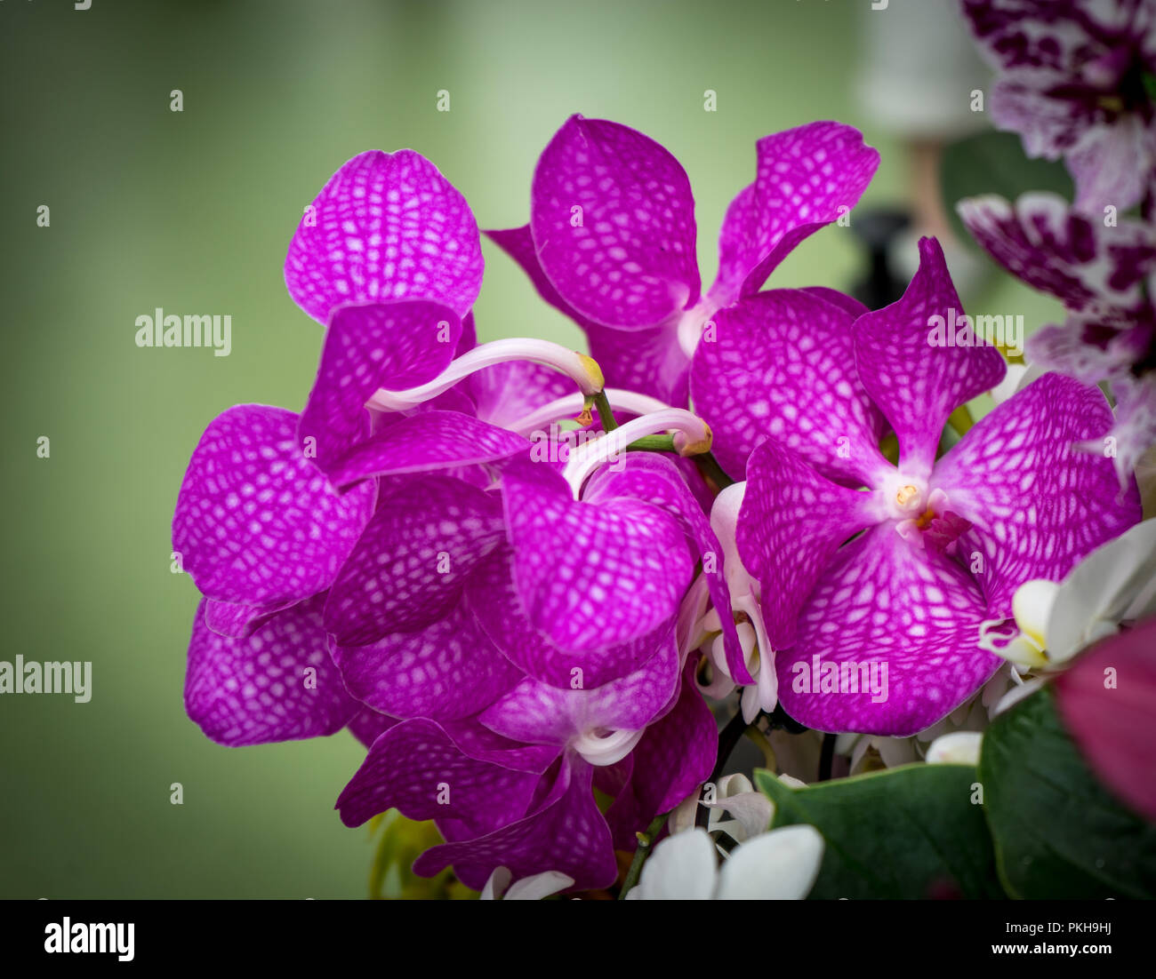 Group of purple flowers hi-res stock photography and images - Alamy