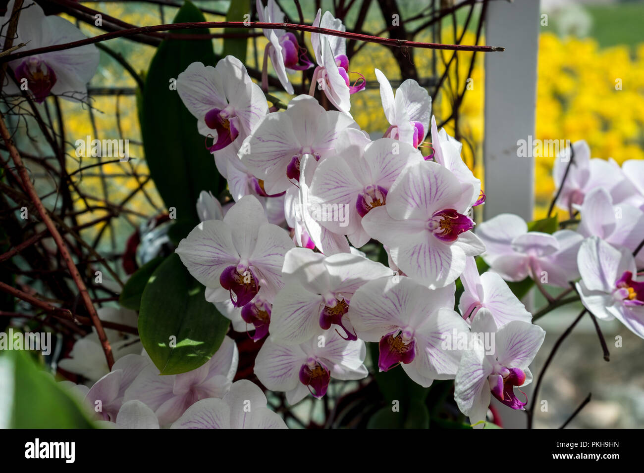 Netherlands,Lisse,Europe, a close up of a flower Stock Photo - Alamy