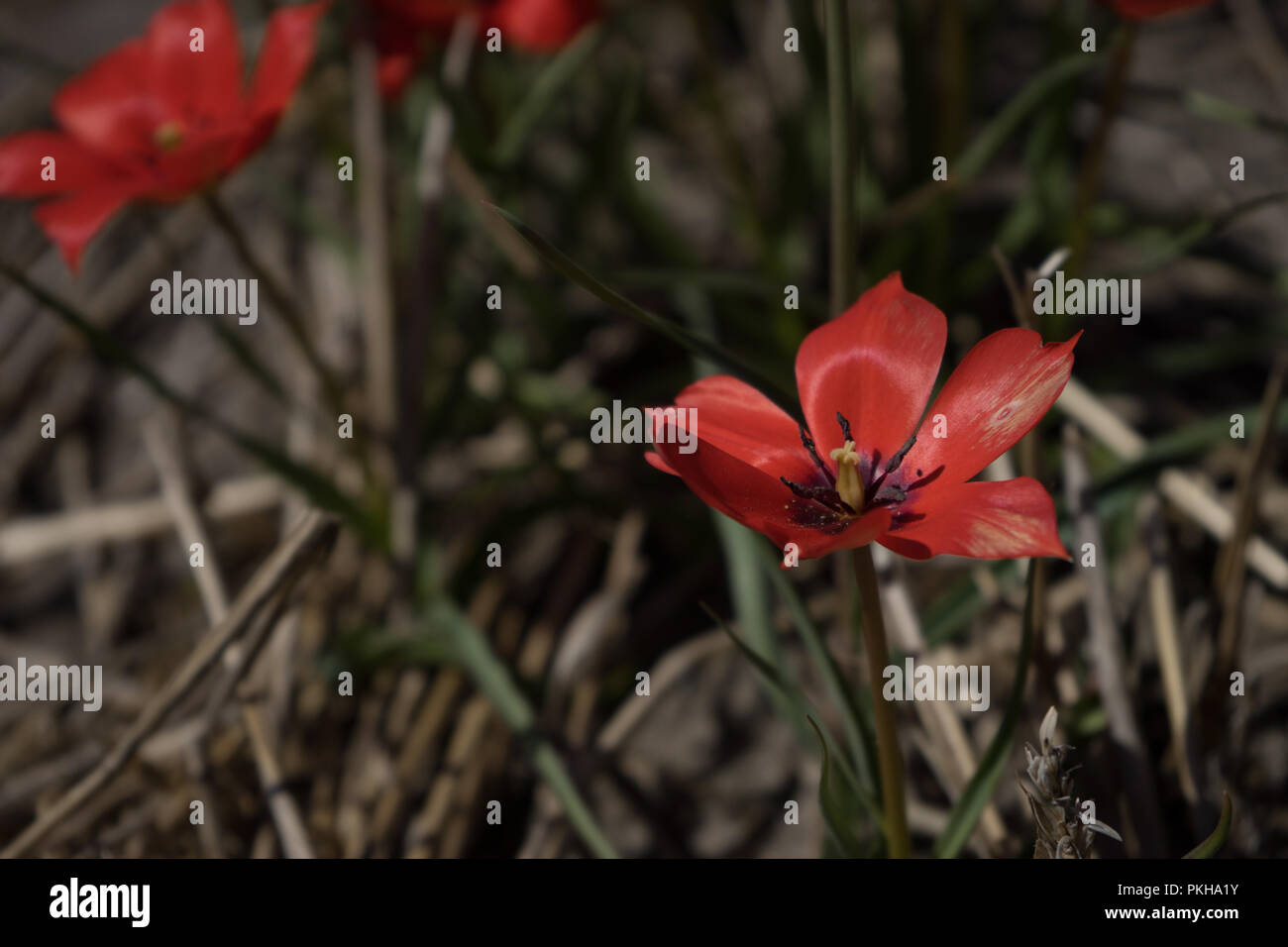 Netherlands,Lisse,Europe, a red flower on a plant Stock Photo - Alamy