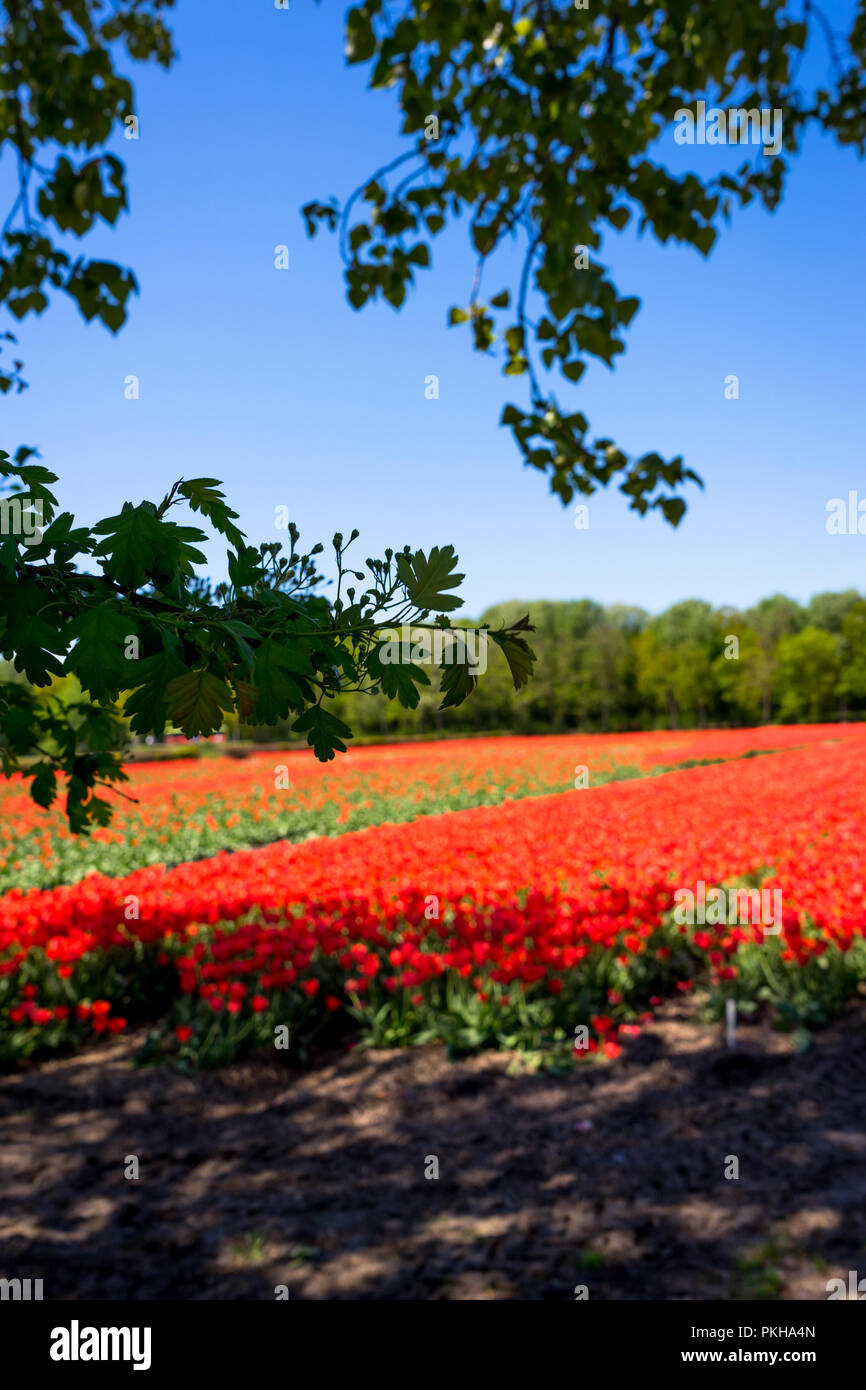 Group trees landscaped grass hi-res stock photography and images - Alamy