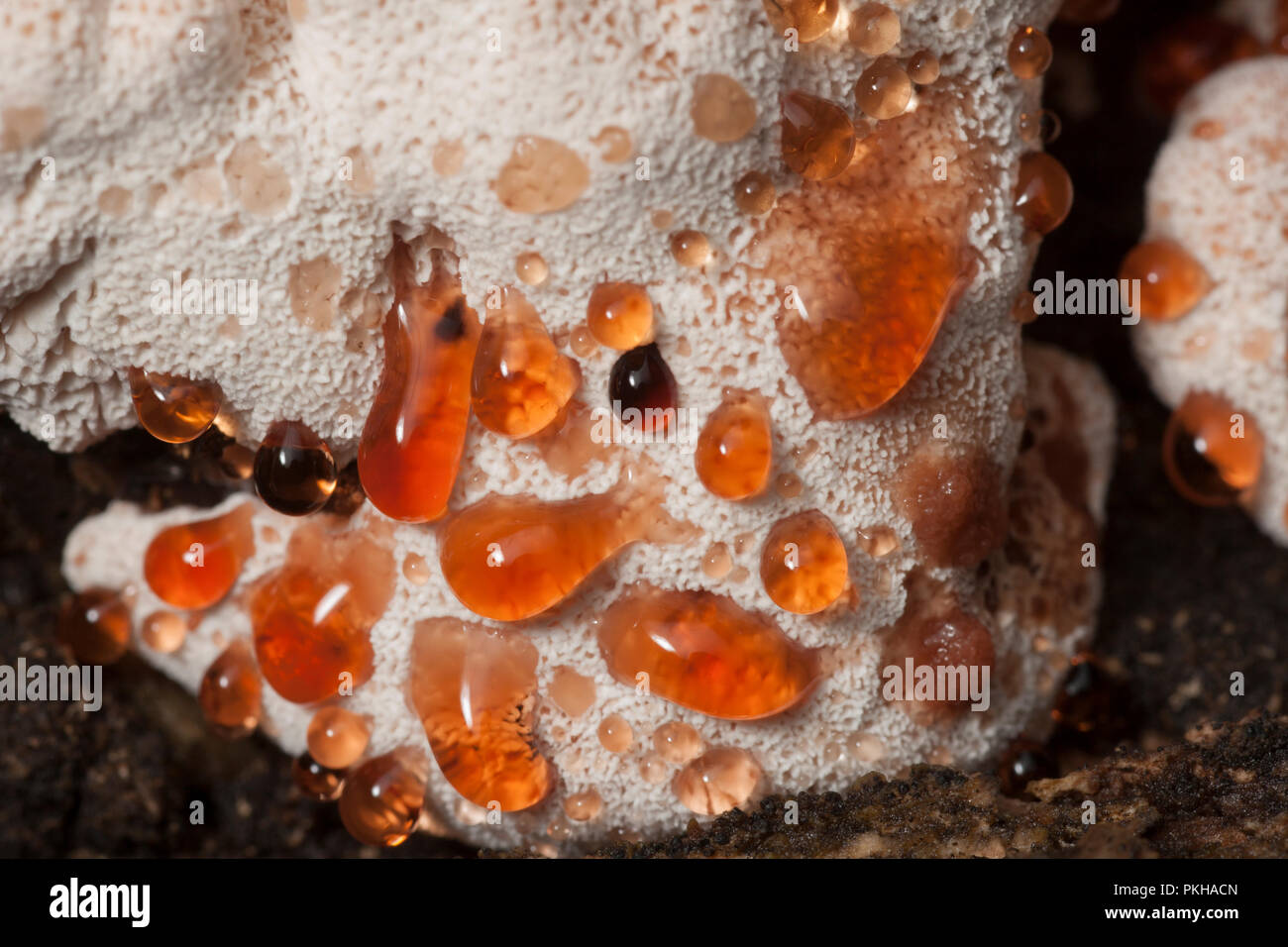 Weeping polypore fungus, Inonotus dryadeus, growing on a fallen, rotten ...