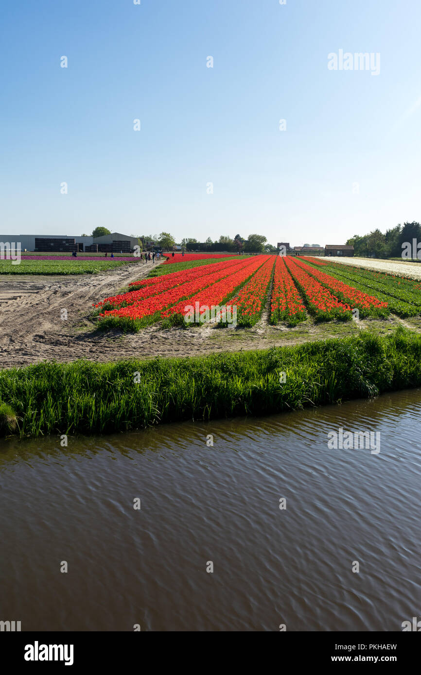 Netherlands lisse europe bridge hi-res stock photography and images - Alamy