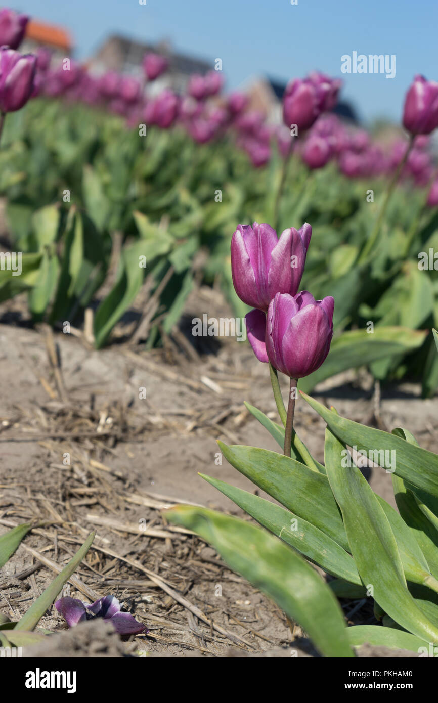 Pink crocus hi-res stock photography and images - Alamy