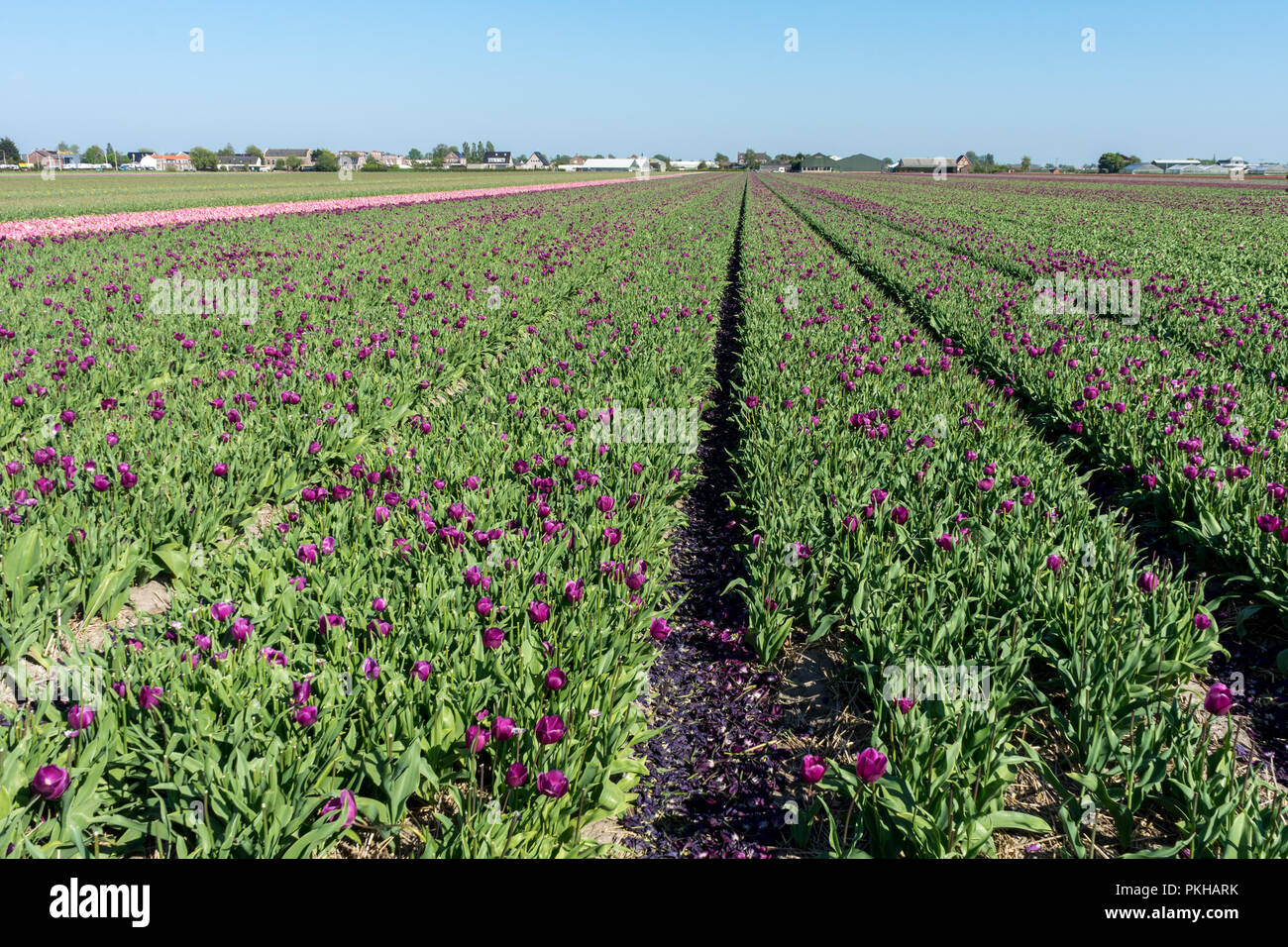Netherlands,Lisse,Europe, a large purple flower is in a garden Stock ...