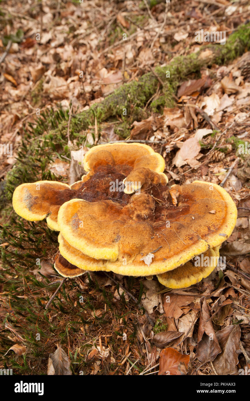 Phaeolus Schweinitzii