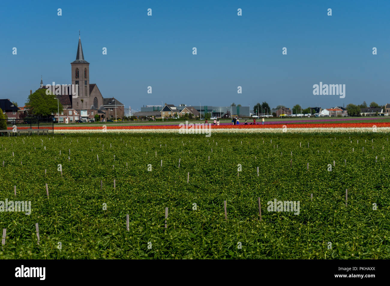 Netherlands,Lisse,Europe, PLANTS GROWING ON FIELD AGAINST BUILDINGS ...