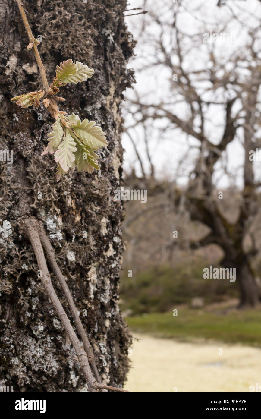 First green shoots of a tree after winter Stock Photo - Alamy