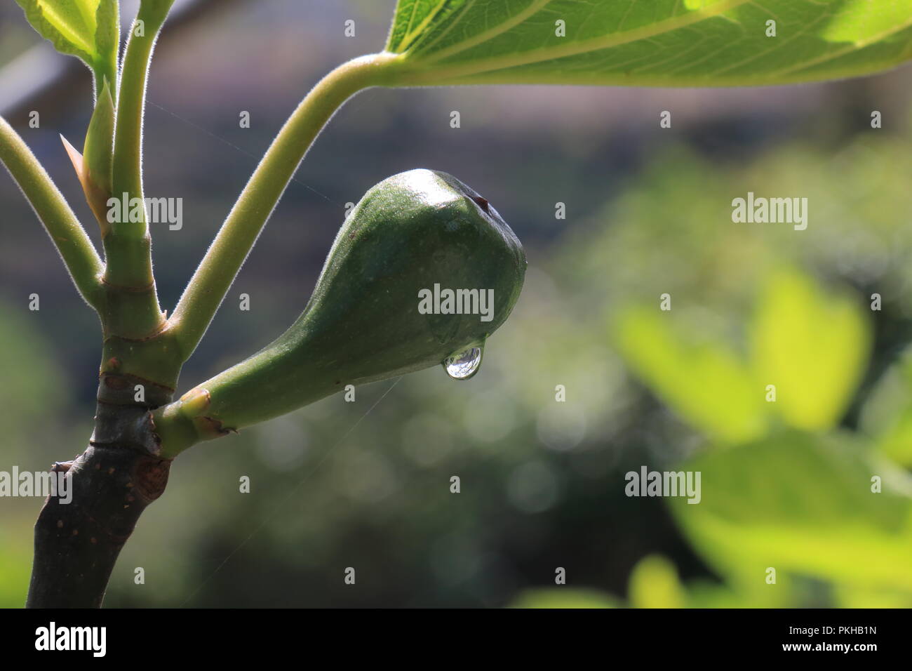 Fig tree fruit orchard hi-res stock photography and images - Alamy