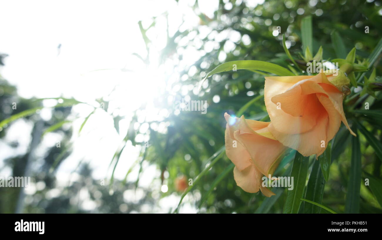 Orange ray flowers hi-res stock photography and images - Alamy