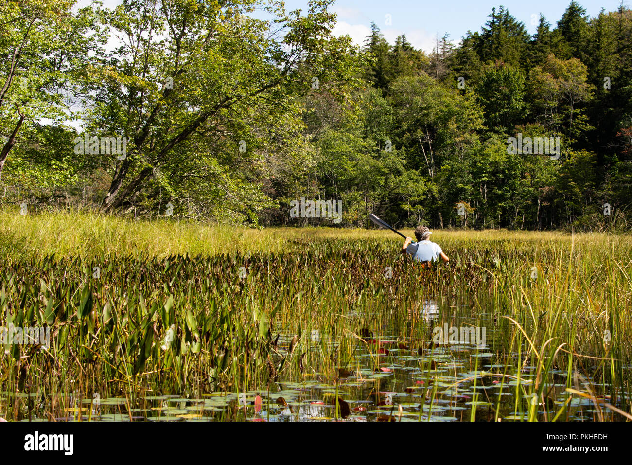 A senior female paddling a canoe through pickerel weed on an Adirondack ...