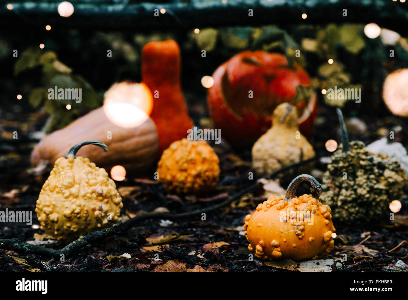 Different kinds of pumpkins in the forest with fairy lights Stock Photo ...