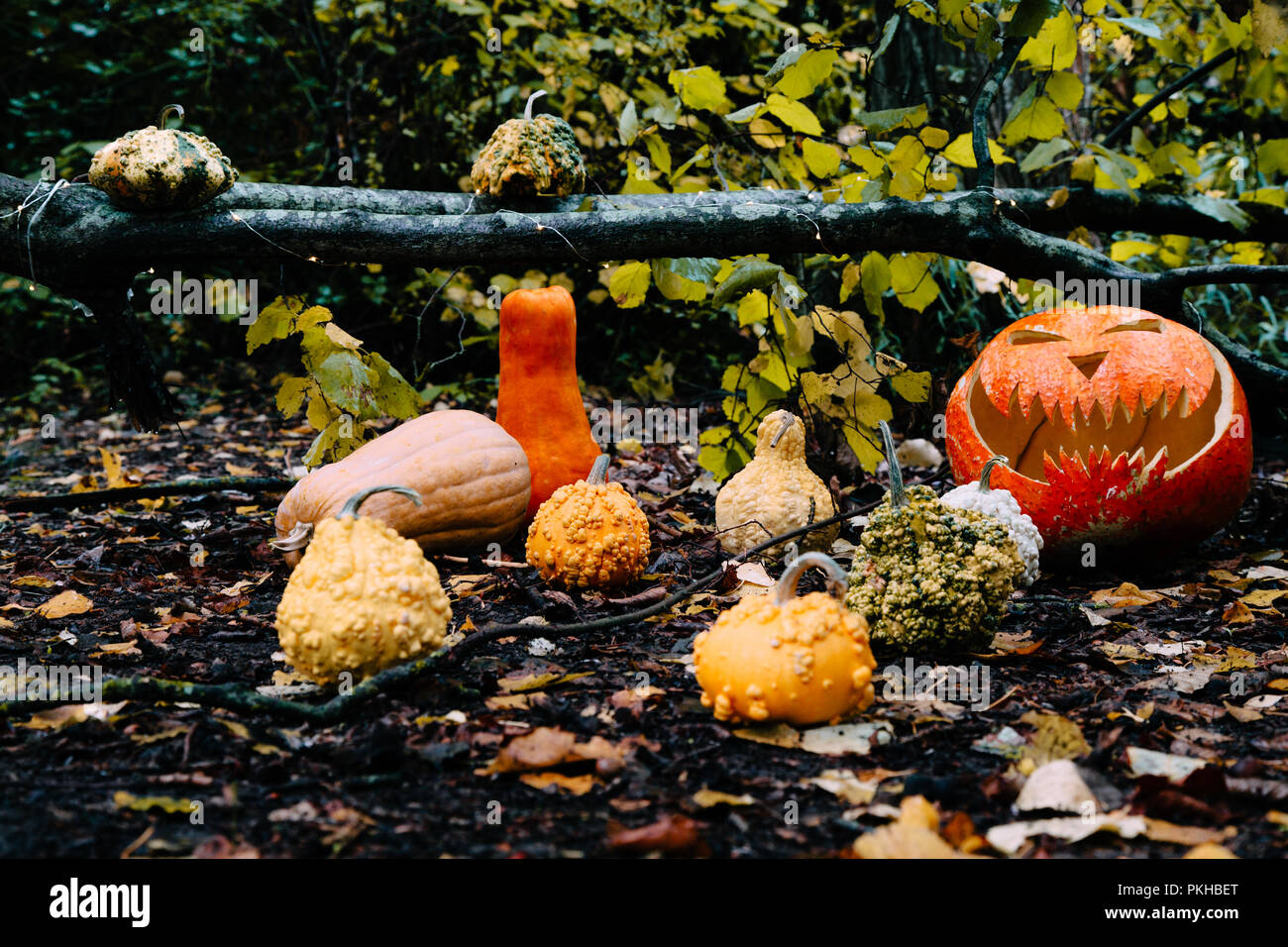 Different kinds of pumpkins in the forest with fairy lights Stock Photo ...