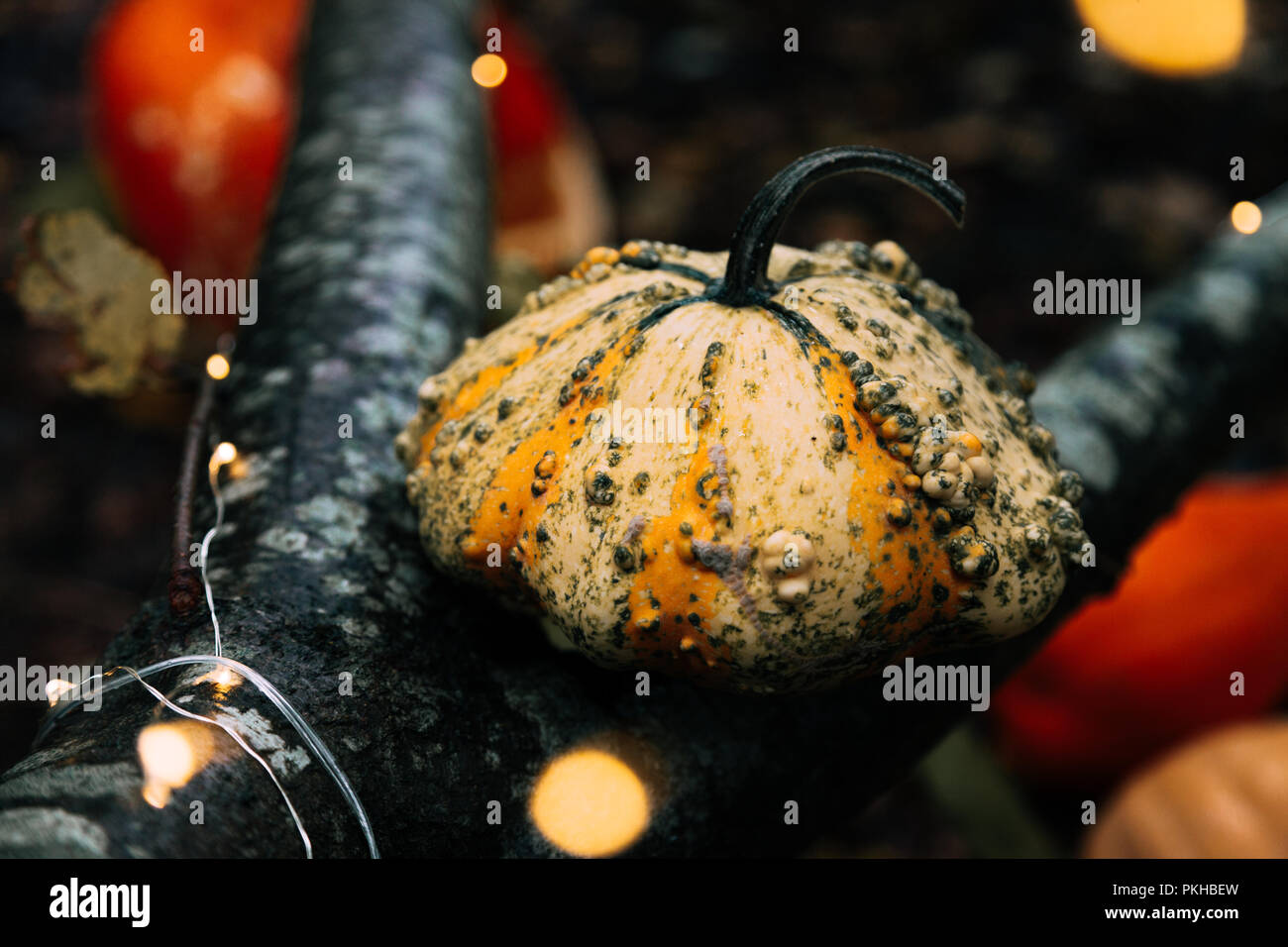 Different kinds of pumpkins in the forest with fairy lights Stock Photo ...