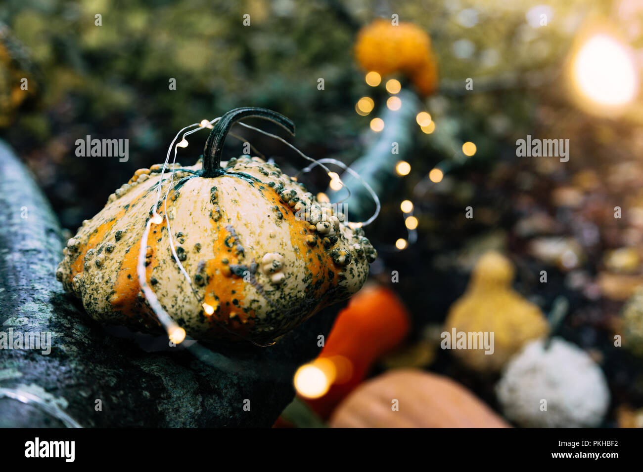 Different kinds of pumpkins in the forest with fairy lights Stock Photo ...