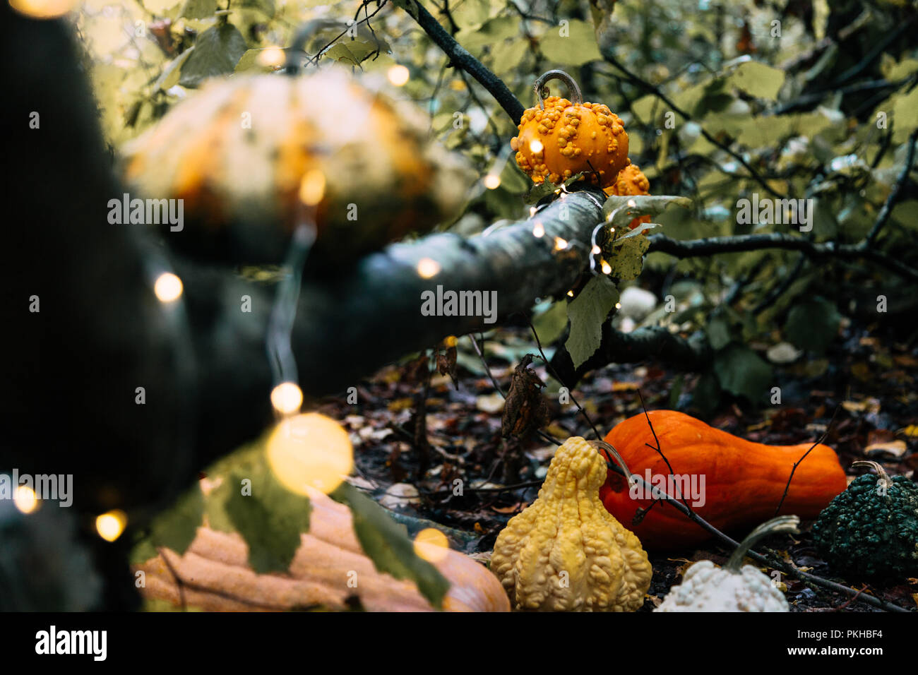Different kinds of pumpkins in the forest with fairy lights Stock Photo ...