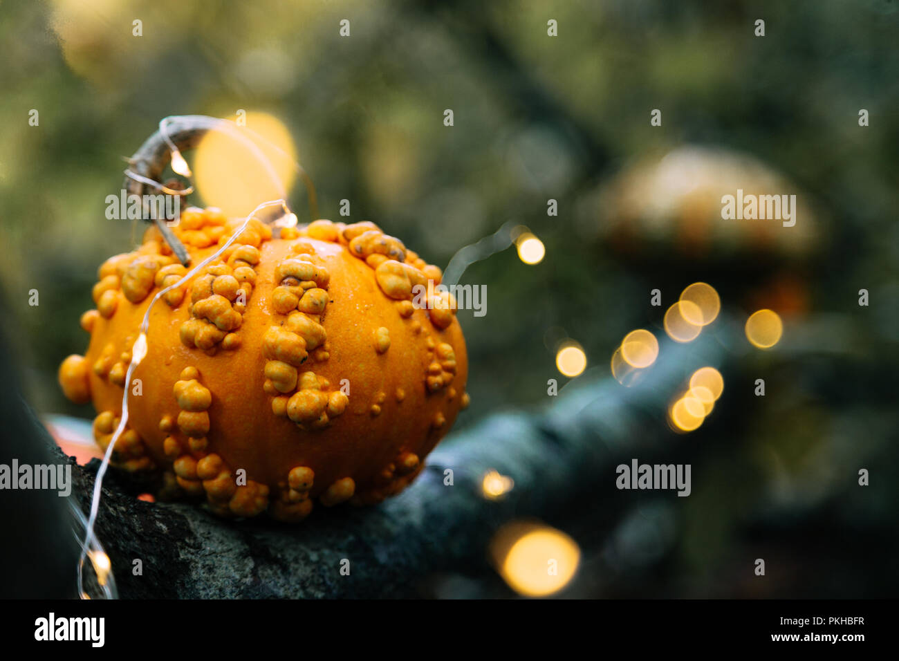 Different kinds of pumpkins in the forest with fairy lights Stock Photo ...