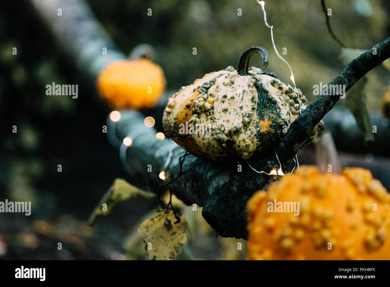 Different kinds of pumpkins in the forest with fairy lights Stock Photo ...