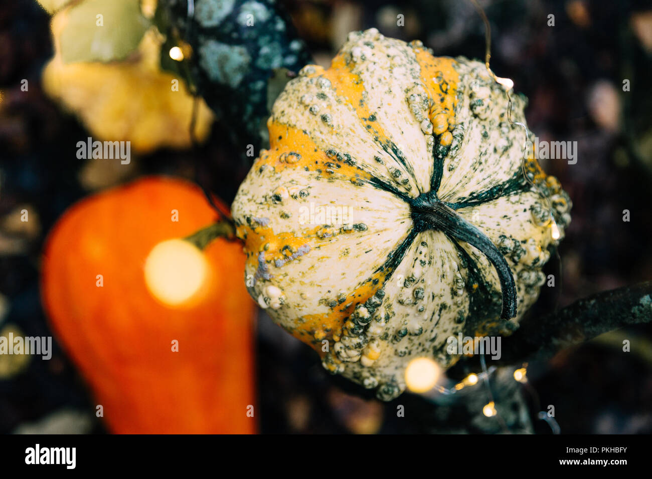 Different kinds of pumpkins in the forest with fairy lights Stock Photo ...