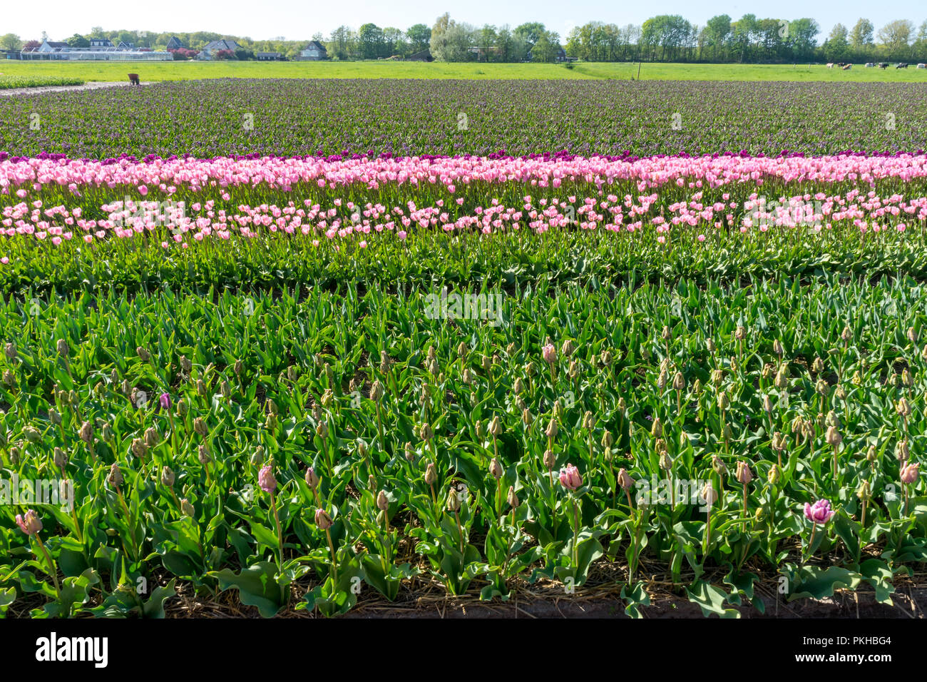 Netherlands,Lisse,Europe, VIEW OF PURPLE FLOWERING PLANTS ON FIELD ...