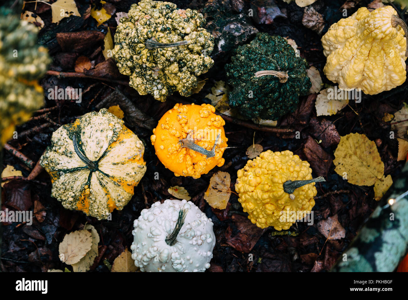 Different kinds of pumpkins in the forest with fairy lights Stock Photo ...